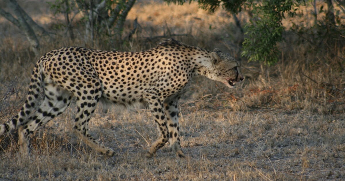 Guépard en chasse.jpg, - Geo.fr