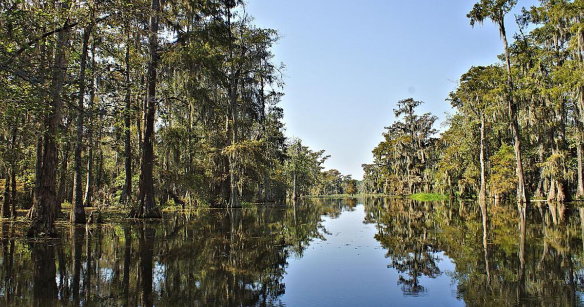 Bayous de Louisiane, Les bayous avec leurs alligators,... - Geo.fr