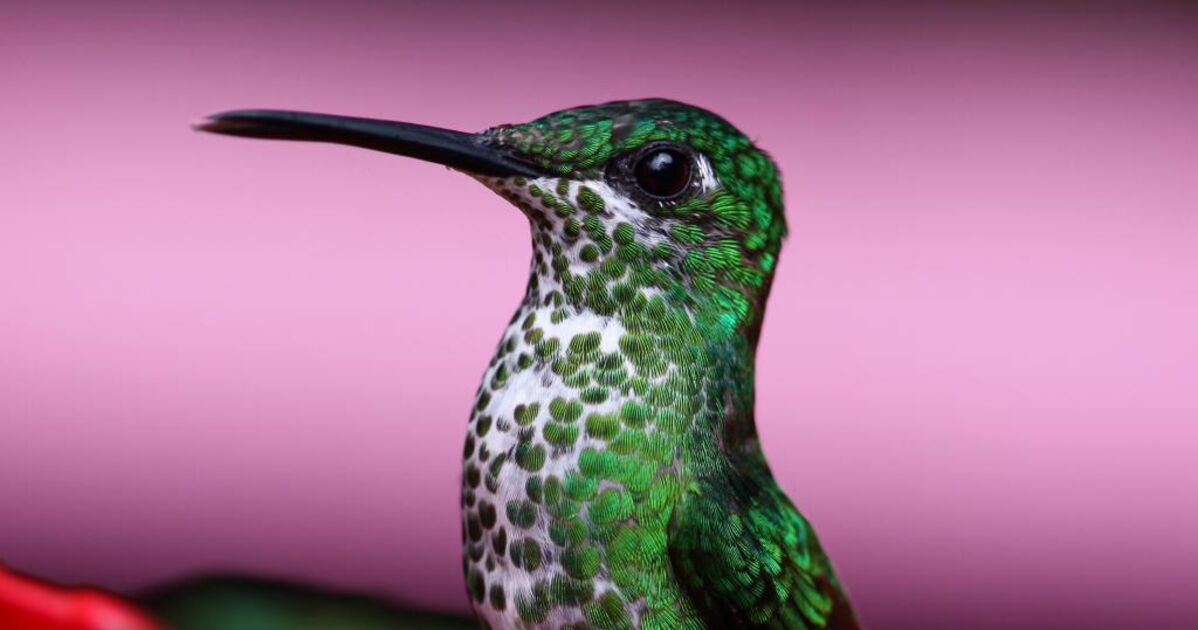 Colibri (Costa Rica), - Geo.fr