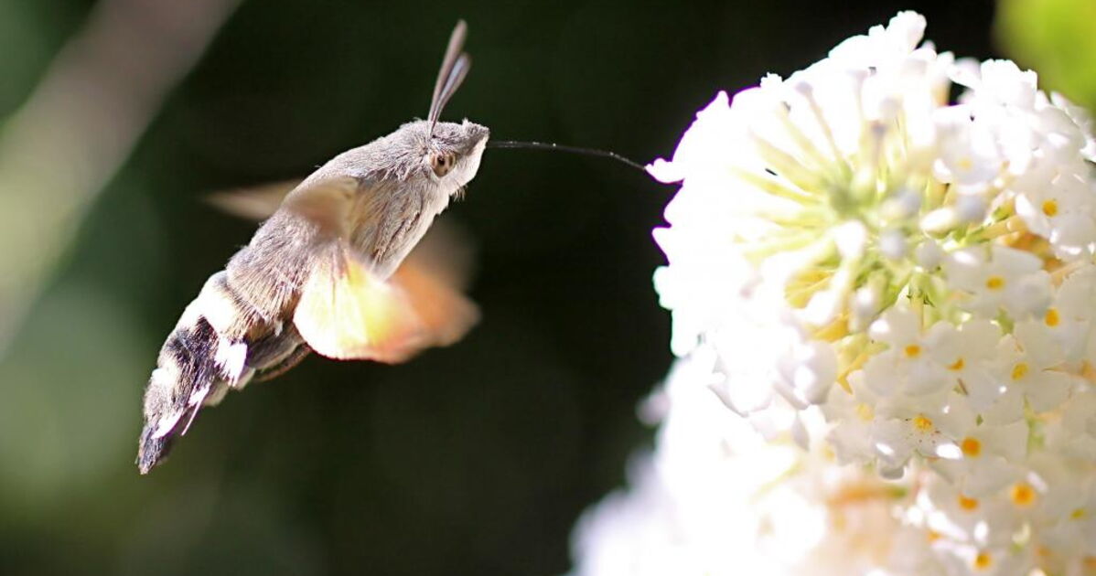 Papillon Colibri (Macroglossum), - Geo.fr