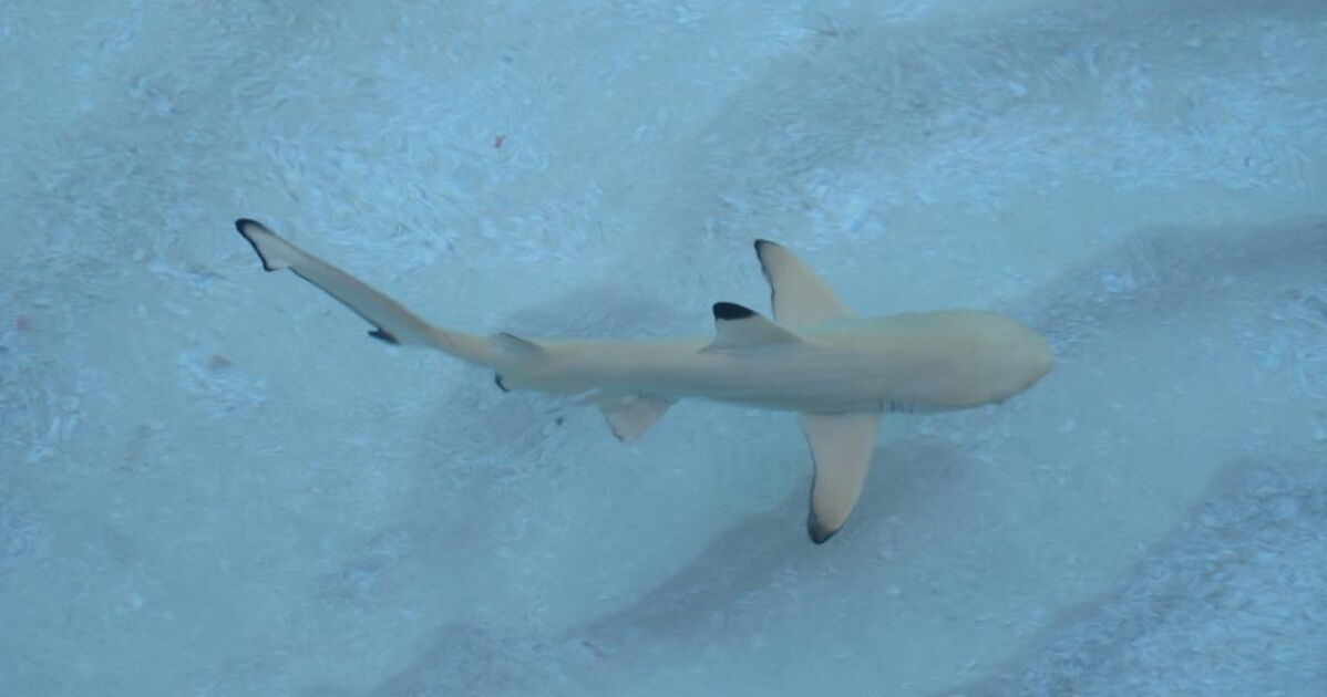 requin_pointe_noire_Maldives.JPG, - Geo.fr