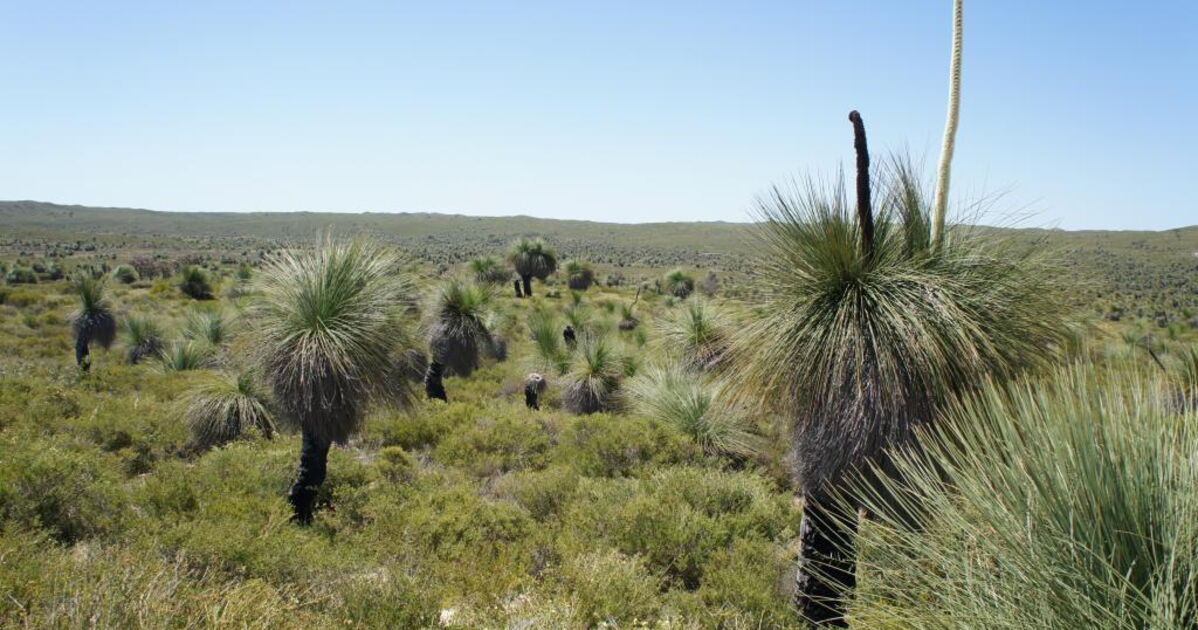 Grass_Trees___Western_Australia.jpg, - Geo.fr