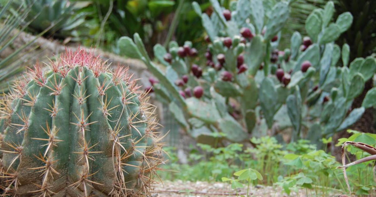 cactus, - Geo.fr
