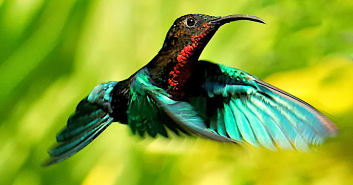 Colibri, Le vol du Colibri - Geo.fr