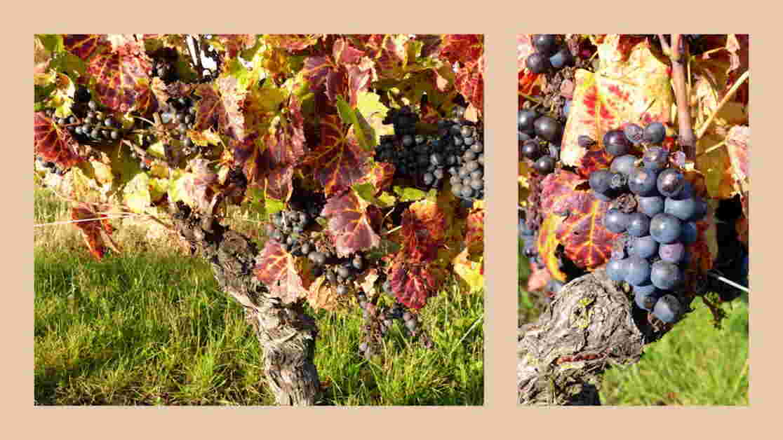 jonquille et ceps de vignes, - Geo.fr