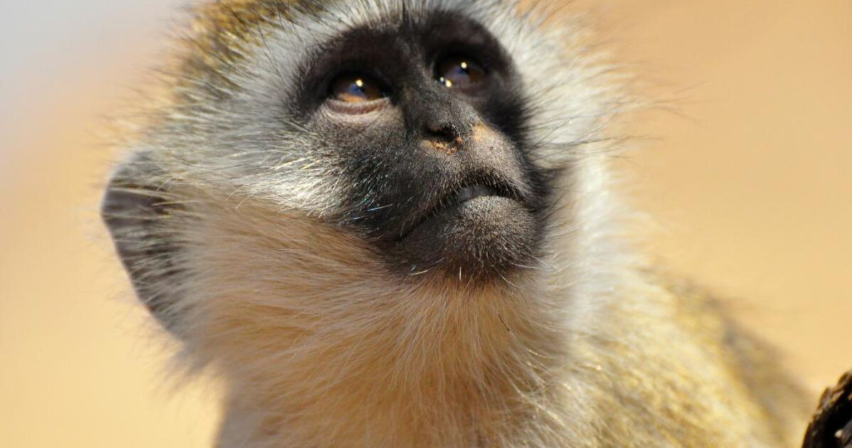 Singe Grivet, Portrait d'un petit singe grivet dans... - Geo.fr