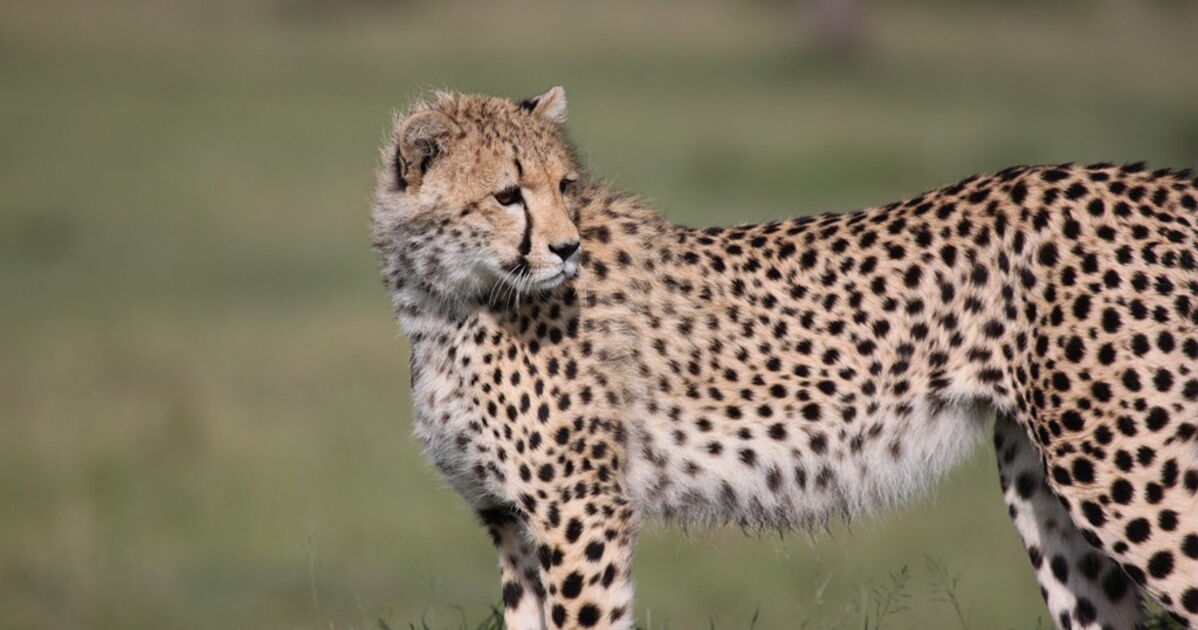 Jeune guépard, - Geo.fr