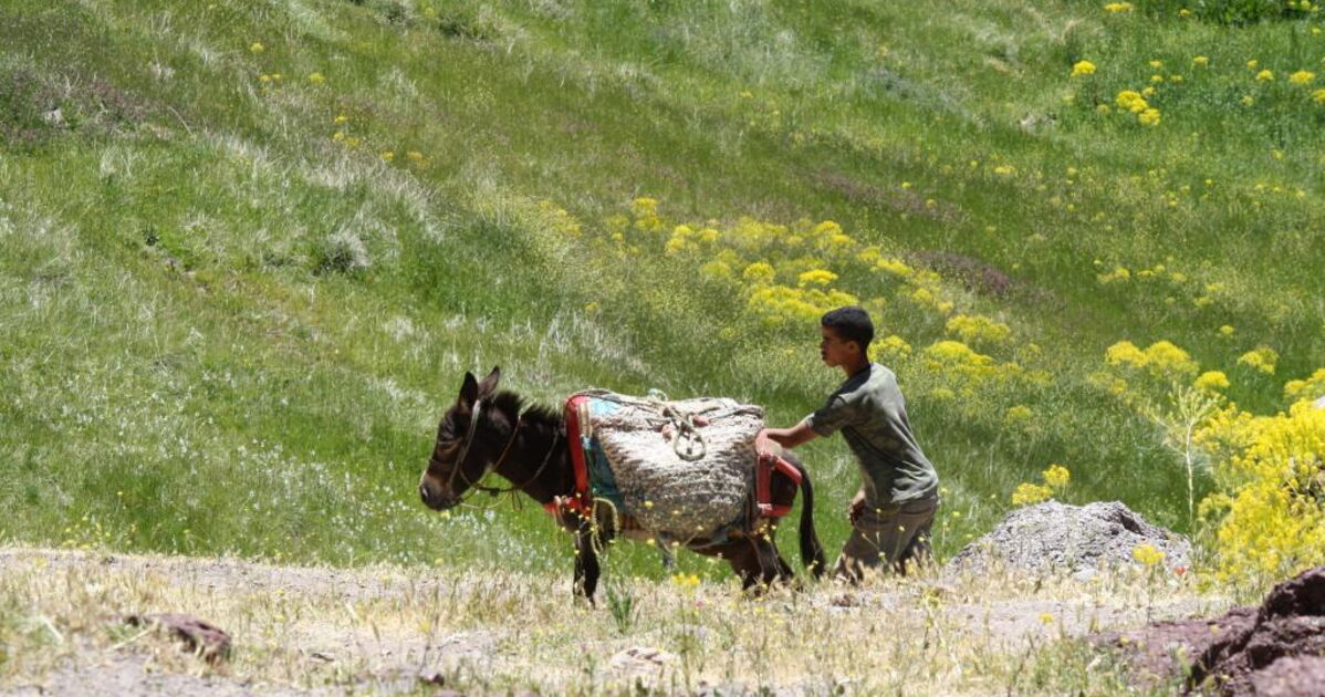 Le jeune muletier, Transport de sable et de cimen1 - Geo.fr
