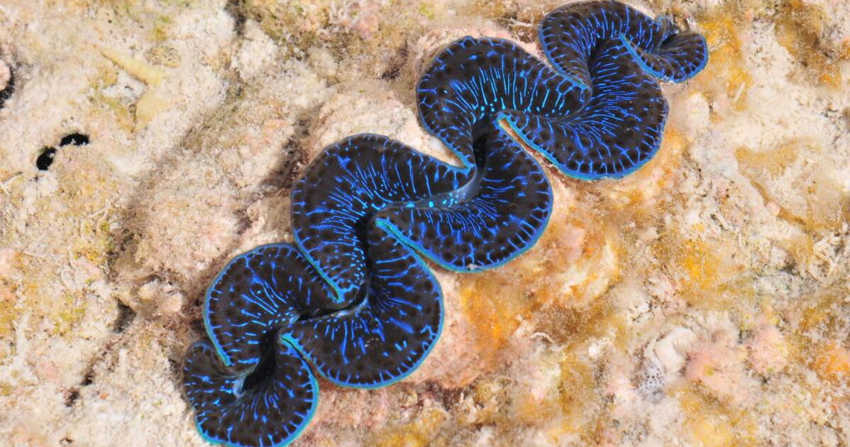 BENITIER_DE_POLYNESIE.JPG, - Geo.fr