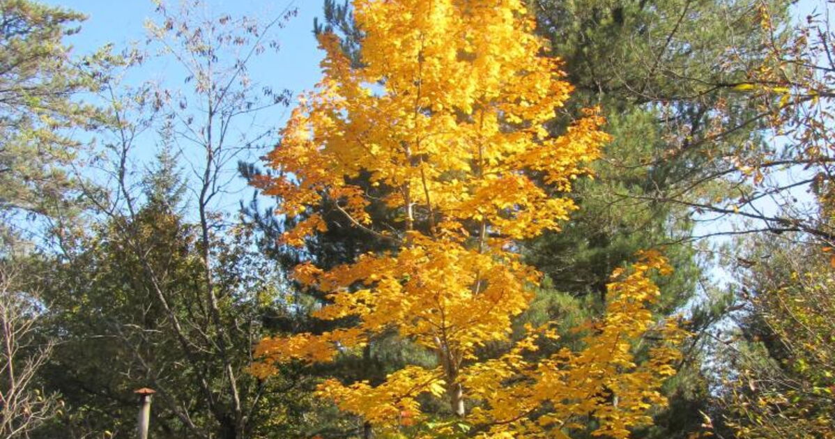 érable en automne, - Geo.fr