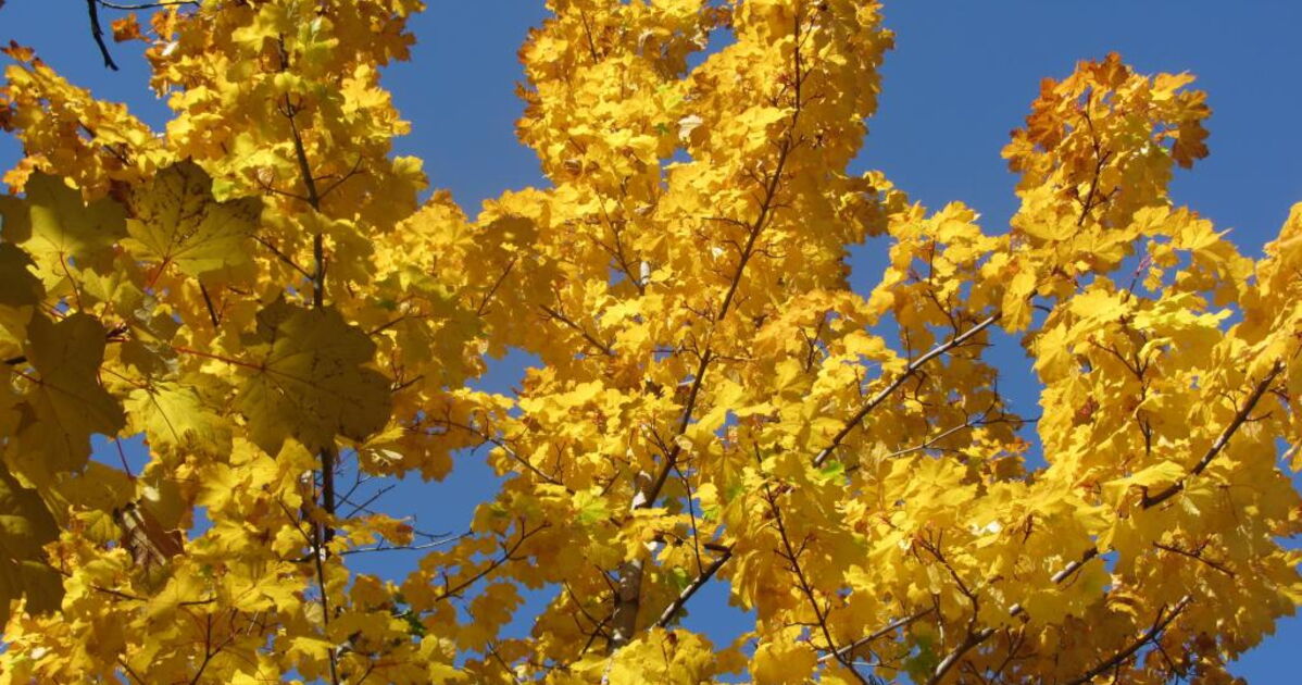 érable en automne, - Geo.fr