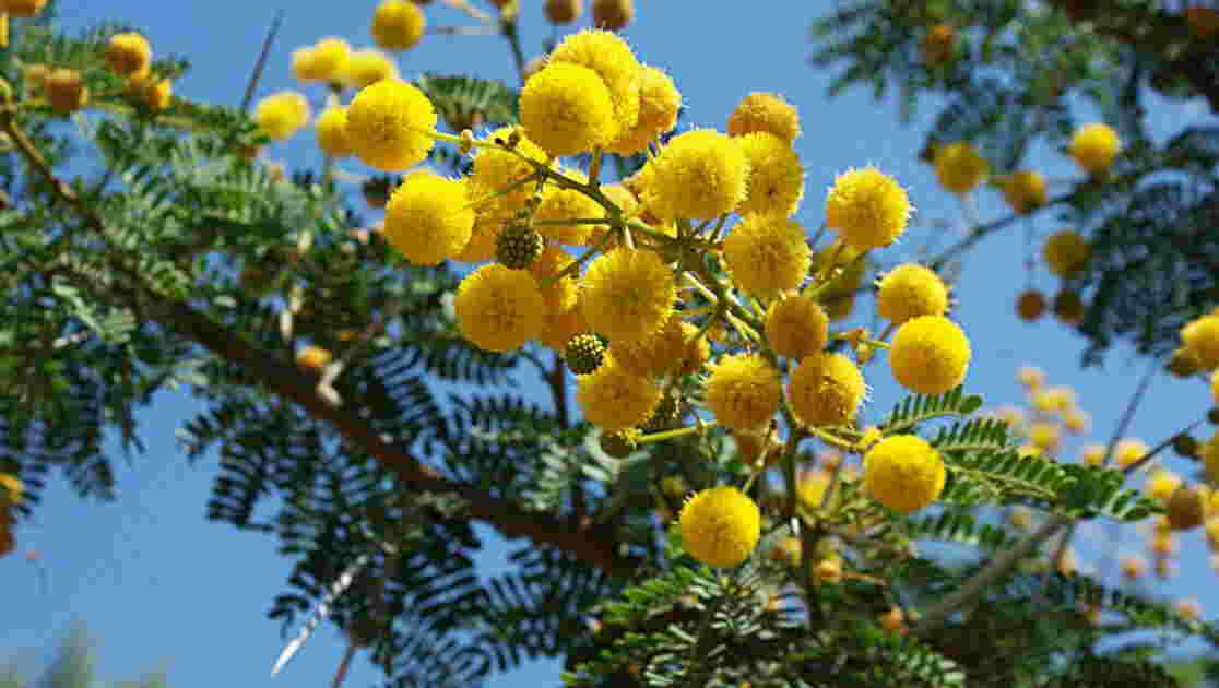 Branche de mimosas, - Geo.fr