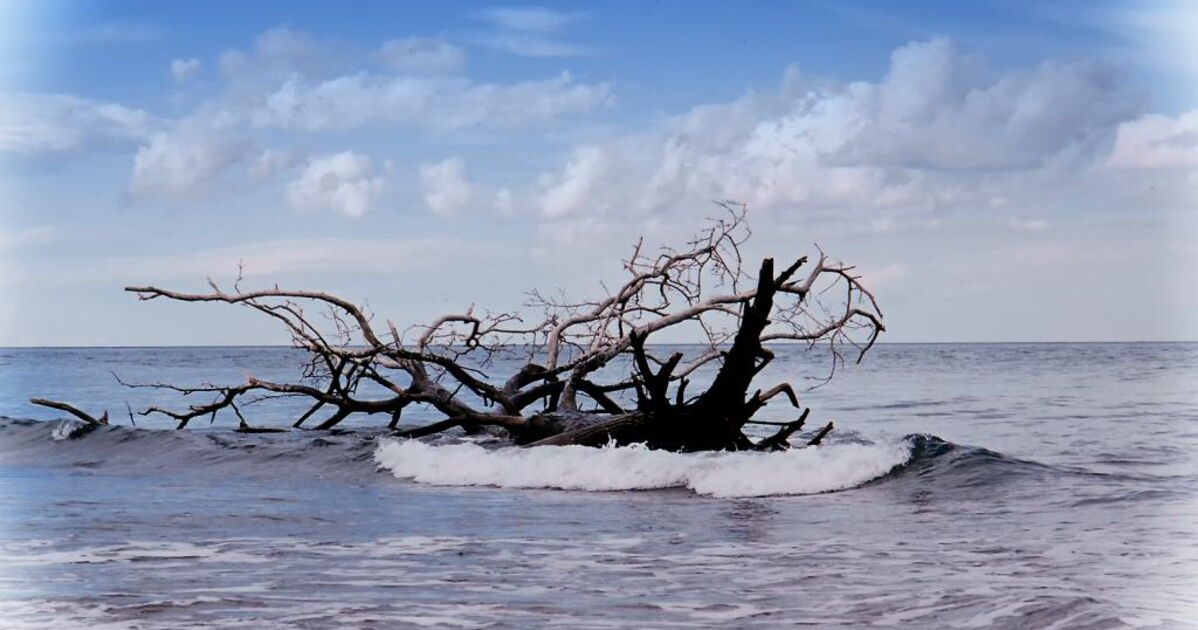 Un arbre à la mer, Après un orage monstrueux, cet arbre... - Geo.fr