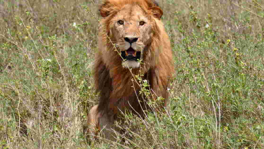 Attention lion méchant, - Geo.fr