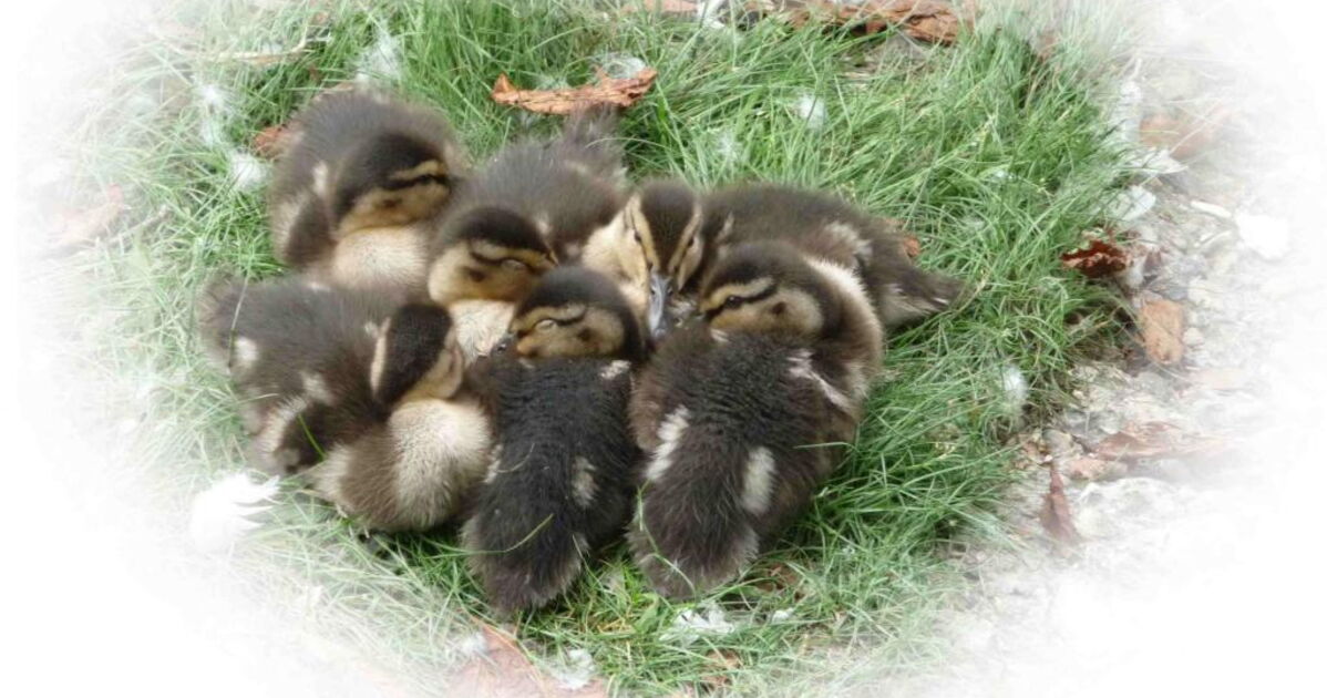 45 Ces Canetons ..., ... tout en rond, sont-y pas1 - Geo.fr