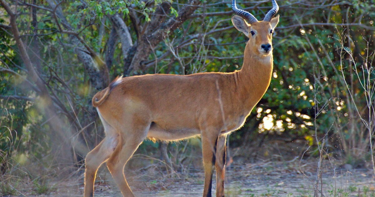 61-68, le cobe de Buffon au Parc W - Geo.fr