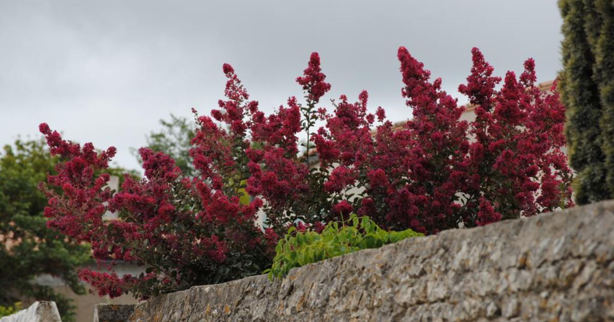 IL Y A DES FLEURS EN ILE DE RE, - Geo.fr