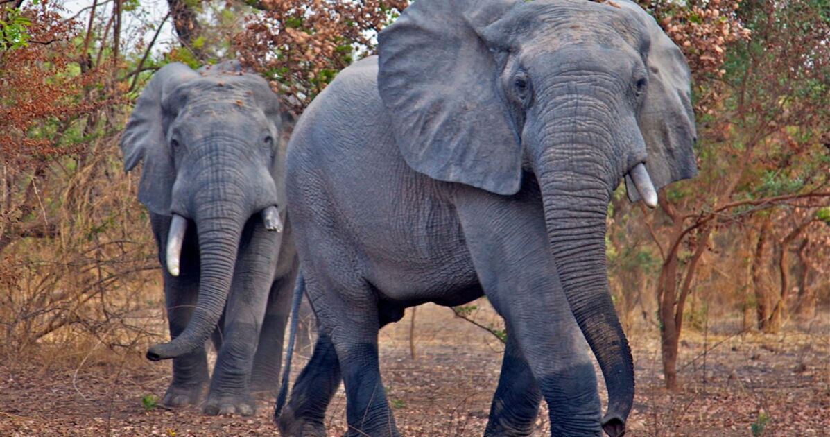 64-33, le parc W du fleuve Niger - Geo.fr