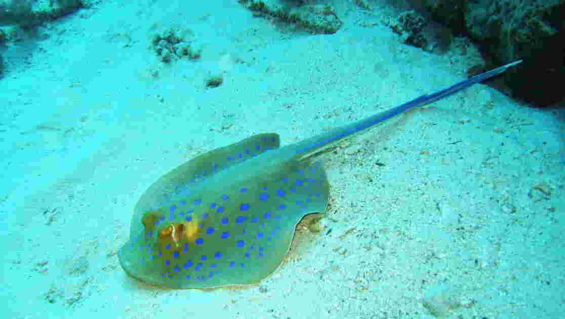 Raie pastenague queue de vache - Mayott, - Geo.fr