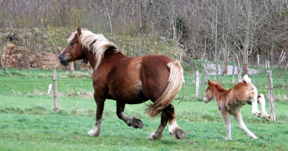 Jument suitée - 2010 03 26 (46).JPG, Chevaux de l1 - Geo.fr