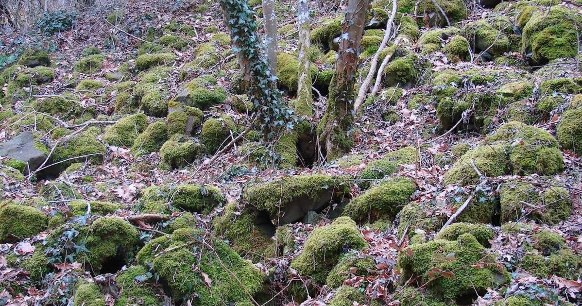 De la mousse ... encore de la mousse, - Geo.fr