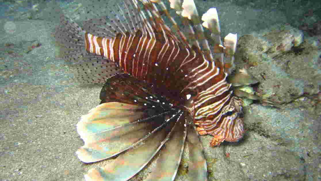 rascasse volante rayonnée, - Geo.fr