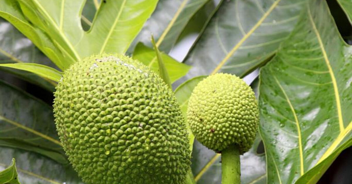 fruit de l'arbre à pain, Très gros fruit ovale à1 - Geo.fr