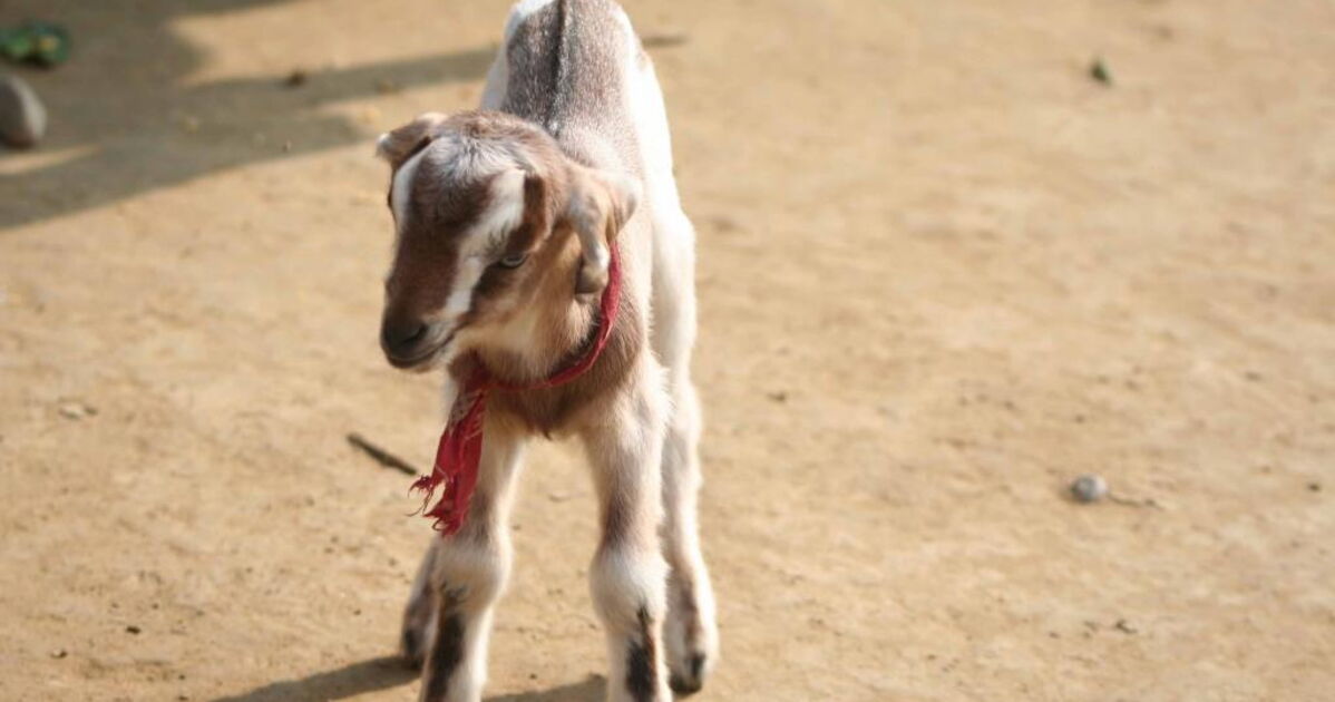 Petite chèvre du Népal, - Geo.fr