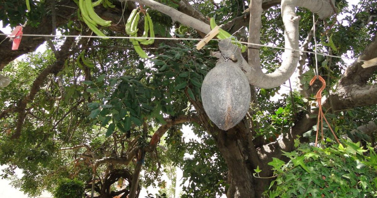 arbre et fruit bizarre, pres de la plus ancienne1 - Geo.fr