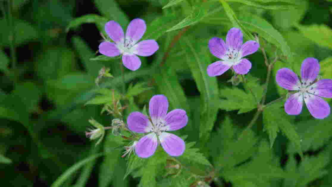 Géranium des bois. , - Geo.fr