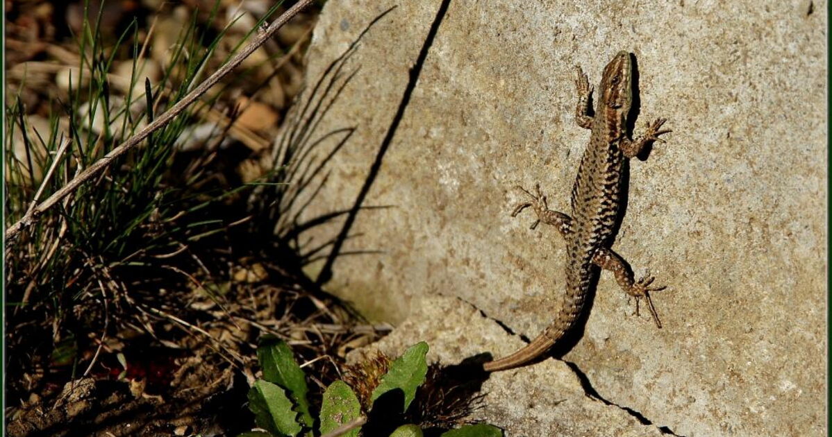 L_zard_commun.jpg, Petit lézard commun ou des murailles... - Geo.fr