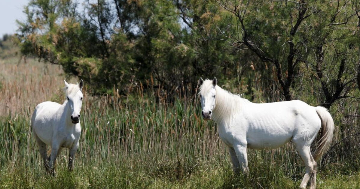Cheval de Camargue, - Geo.fr