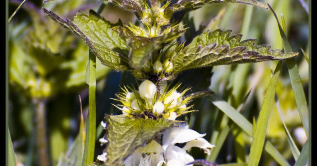 fleur d'ortie, - Geo.fr