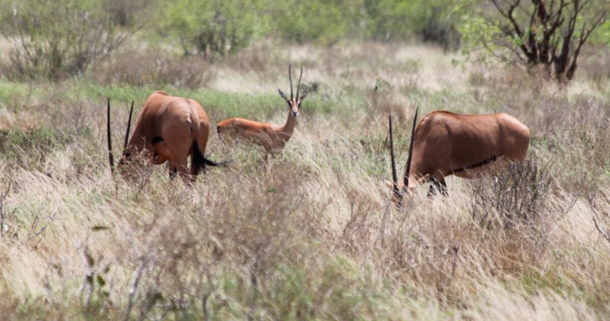 impalas et gazelle, - Geo.fr