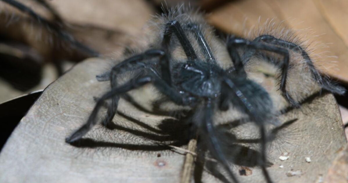 PETITE_MIGALE.JPG, - Geo.fr