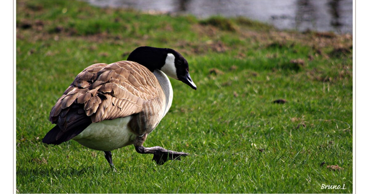 Bernache du Canada 1, - Geo.fr