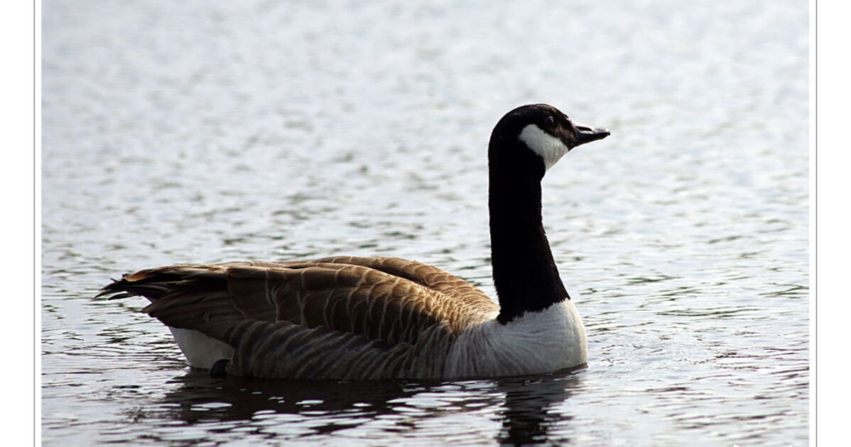 Bernache du Canada 3, - Geo.fr