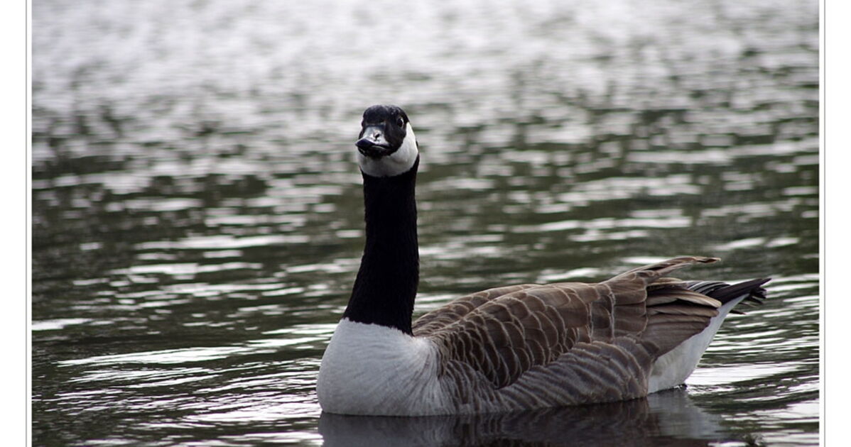 Bernache du canada 4, - Geo.fr