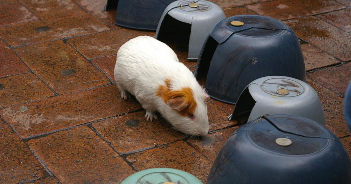 Hamster__cuy_en_colombien_.JPG, - Geo.fr
