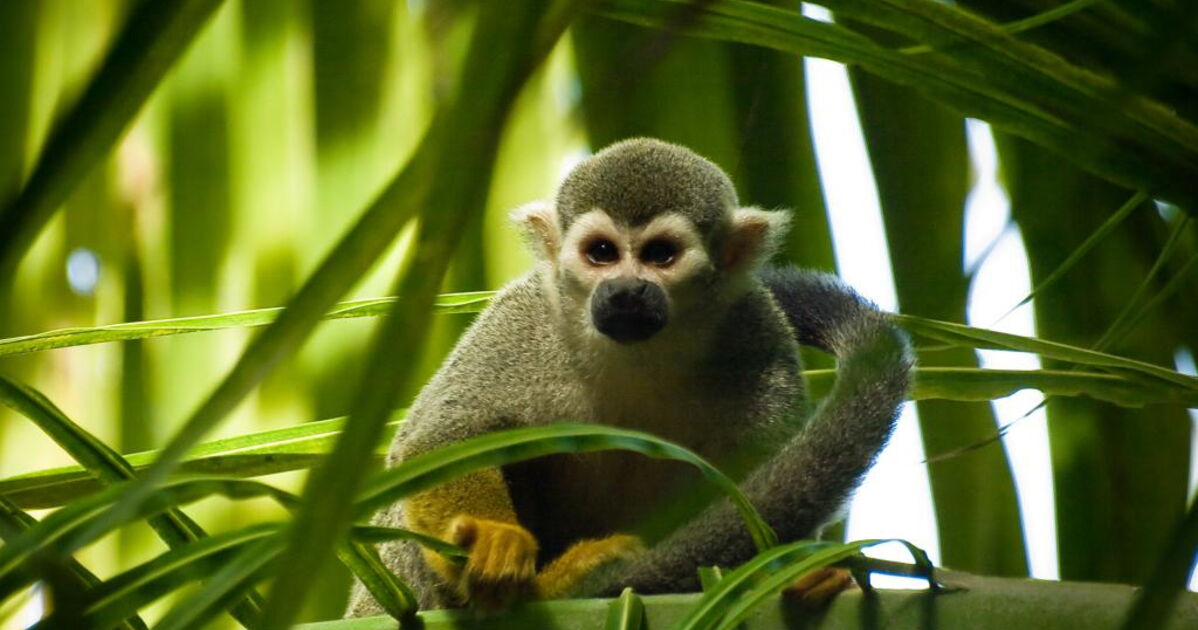 Singe Saïmiri, - Geo.fr