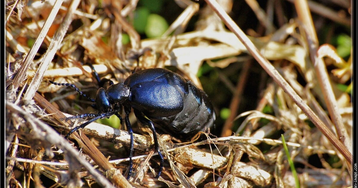 coleoptere, - Geo.fr