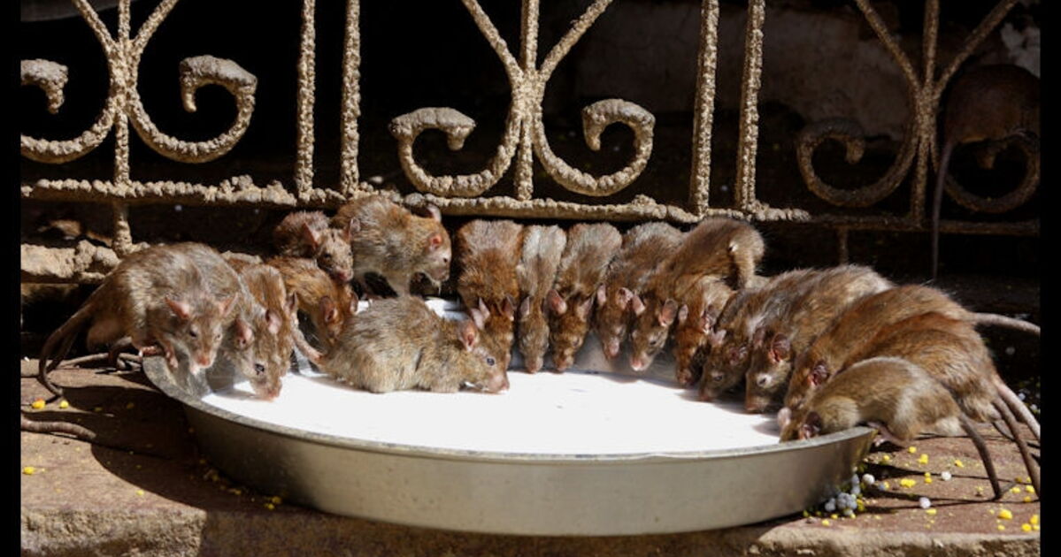 temple_des_rats.jpg, - Geo.fr