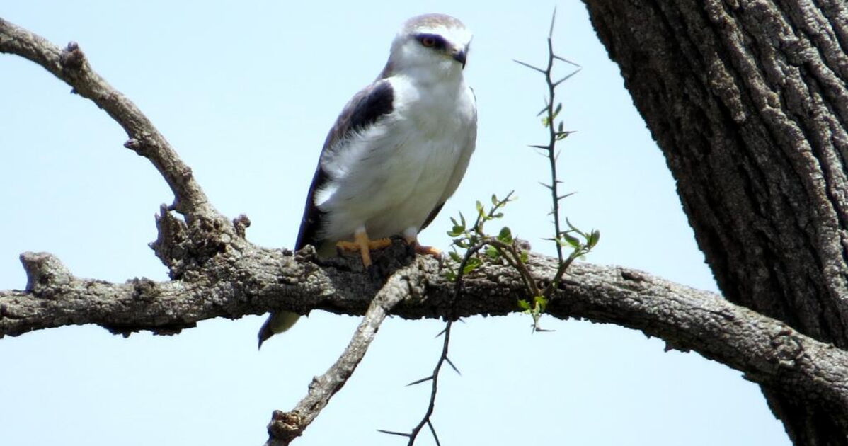 petit rapace blanc aux yeux rouges , - Geo.fr