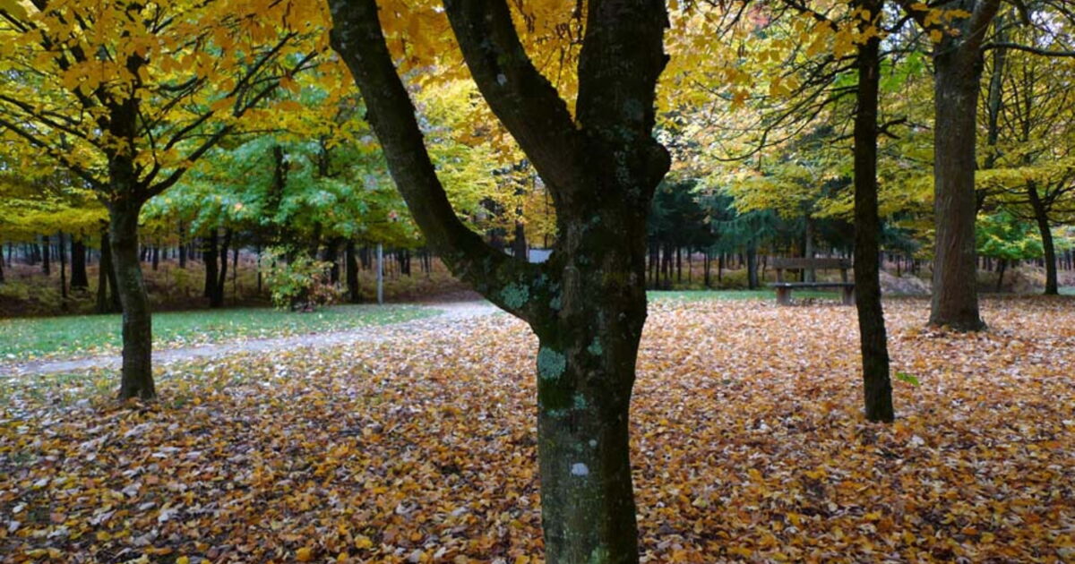 Parc forestier d'Esvres-Larçay Indre-et-Loire, Bel... - Geo.fr