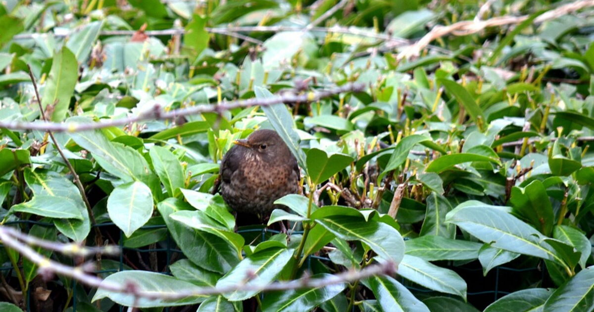 Madame merle (Merlette), Repas hivernal ouvert to1 - Geo.fr
