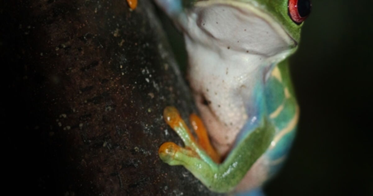 rainette aux yeux rouge, rainette - Geo.fr