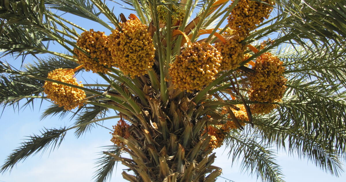 Les dattes sont la principale richesse de la vall1 - Geo.fr