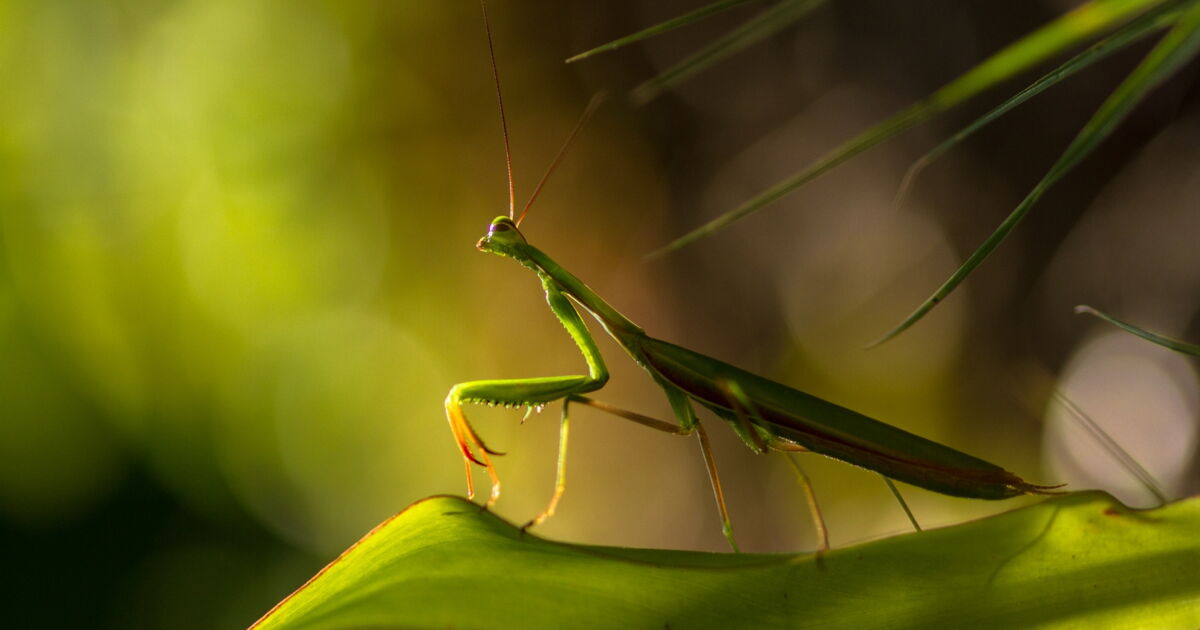 Roi des Herbes 2, Mante Religieuse en chasse - Geo.fr