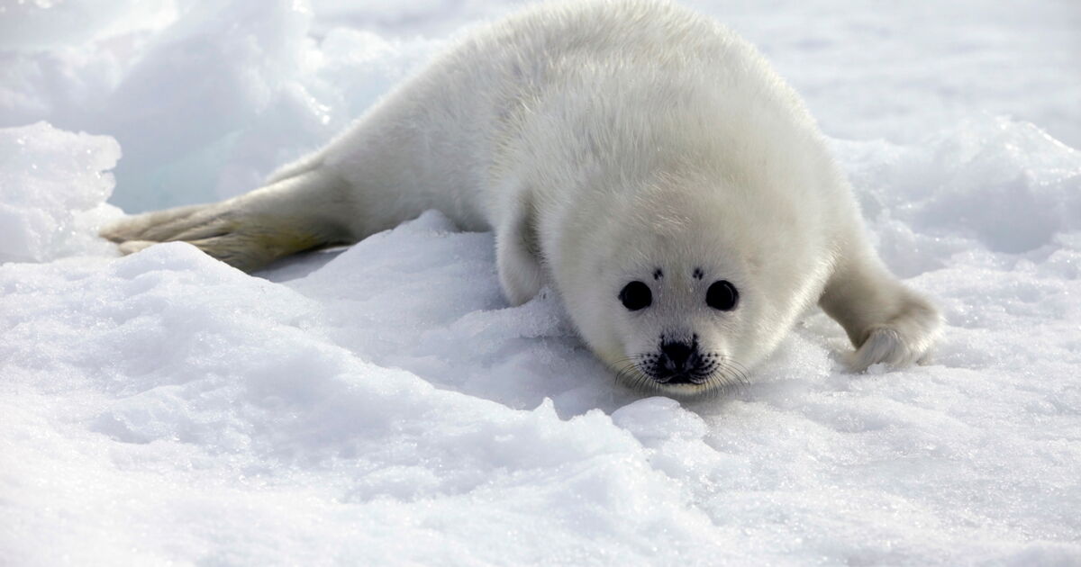 La BANQUISE, après 2 à 3jours le pelage du blanc1 - Geo.fr