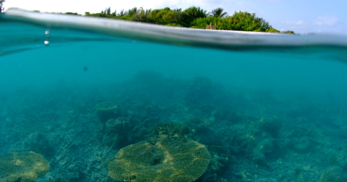 Terre & Mer, Mi air Mi eau - Geo.fr